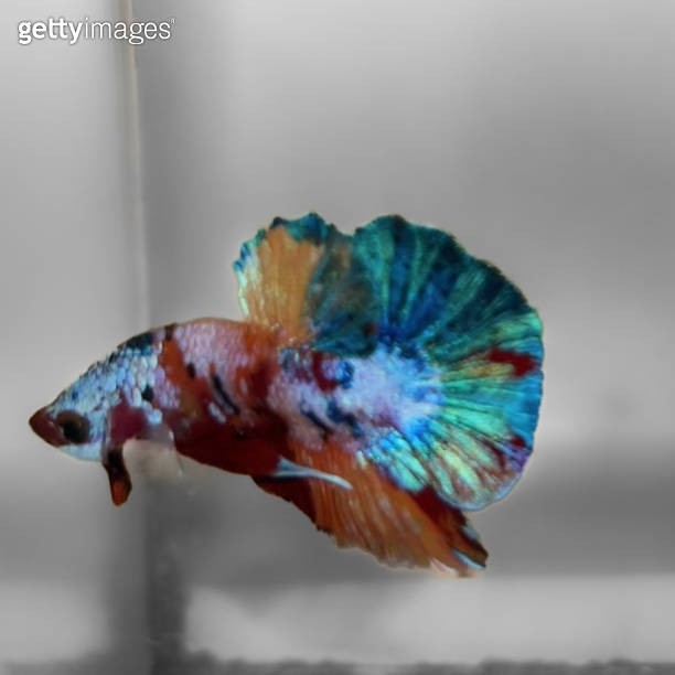 Placard Turquoise Blue red orange Siamese fighting fish in a home ...