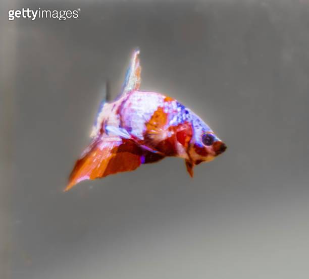 Placard Turquoise Blue red orange Siamese fighting fish in a home ...