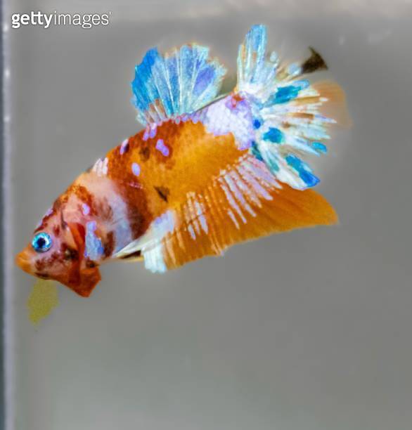Placard Turquoise Blue red orange Siamese fighting fish in a home ...