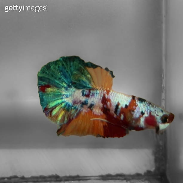 Placard Turquoise Blue red orange Siamese fighting fish in a home ...