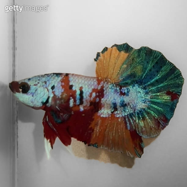 Placard Turquoise Blue red orange Siamese fighting fish in a home ...