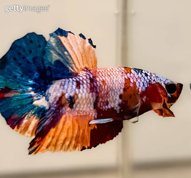 Placard Turquoise Blue red orange Siamese fighting fish in a home ...