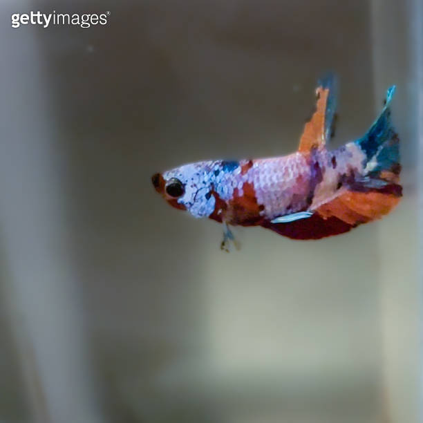 Placard Turquoise Blue red orange Siamese fighting fish in a home ...