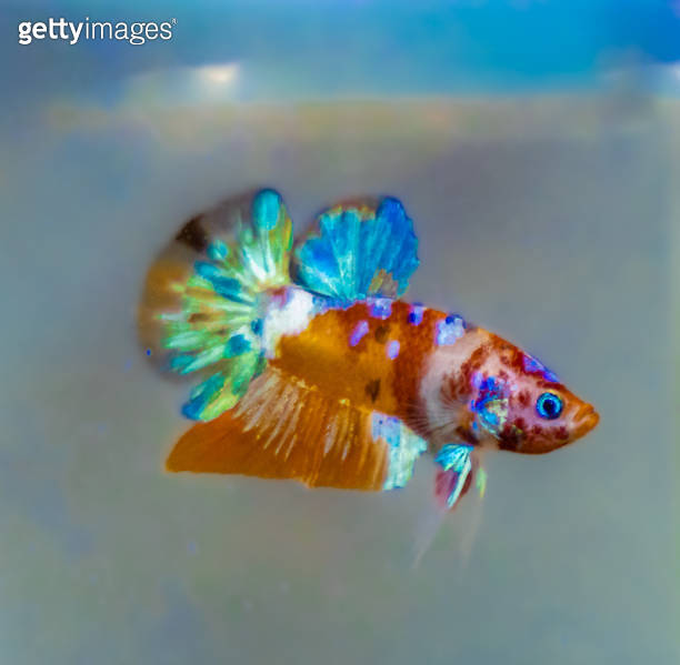 Placard Turquoise Blue red orange Siamese fighting fish in a home ...