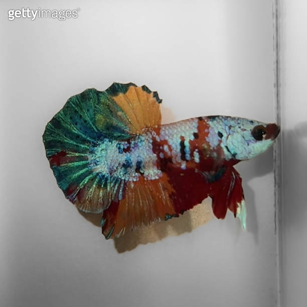 Placard Turquoise Blue red orange Siamese fighting fish in a home ...