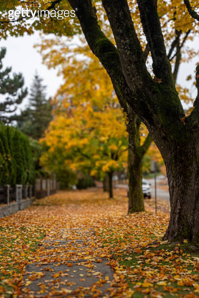 Autumn street scene 이미지 (1751278650) - 게티이미지뱅크