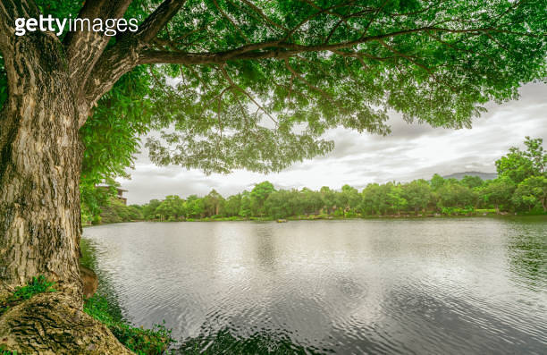 Big old rain tree with green leaves and lake landscape. Beauty in ...