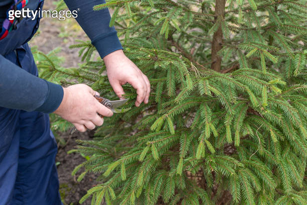 Gardener pruning conifer trees with secateur in the spring garden ...