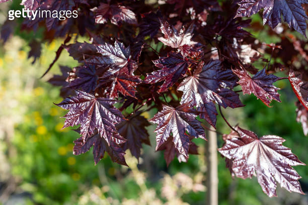 Leaves of Emerald Queen Maple - Acer platanoides var Royal Red ...