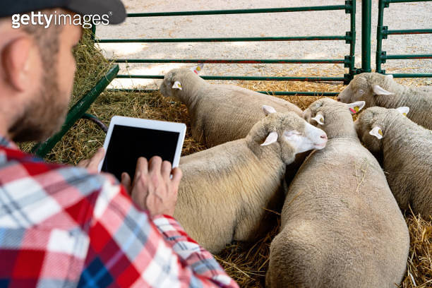 Farmer manages herd of sheep in paddock in livestock farm with digital ...