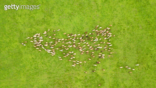Flock of sheep and lamb grazing in the green meadow. Aerial Shot with ...