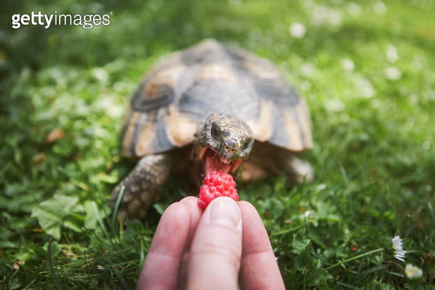 Pet owner giving his turtle ripe raspberry to eat 이미지 (1509204746) - 게티 ...