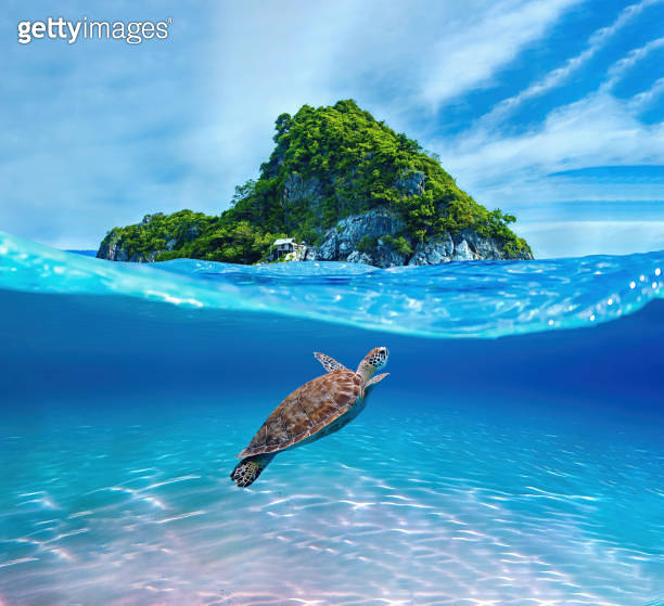 Cute Sea Turtle Swimming in front of a Tropical Paradise Island 이미지 ...