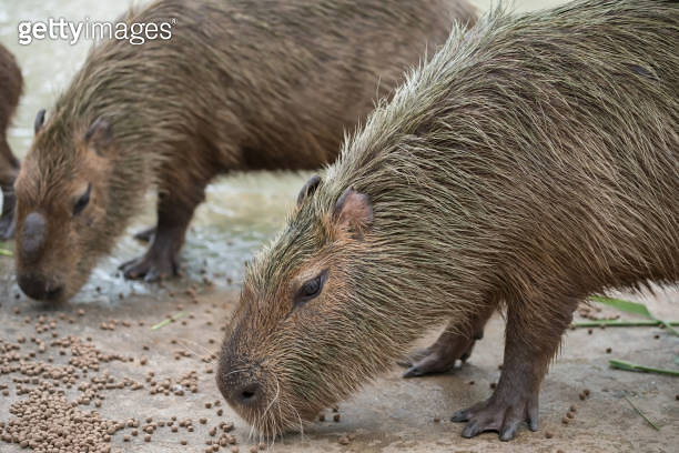 Capybara capybara eating food pellets instead of grass near pond 이미지 ...