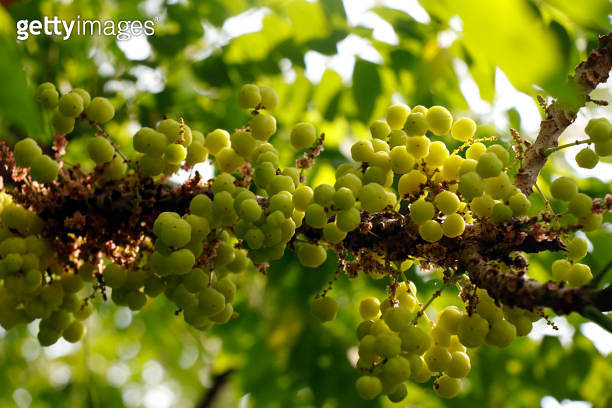 Phyllanthus acidus, known as the Otaheite gooseberry, Malay gooseberry ...