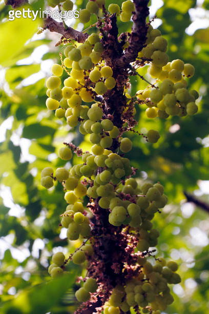 Phyllanthus acidus, known as the Otaheite gooseberry, Malay gooseberry ...