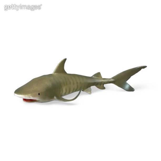 Close-up of a miniature toy tiger shark side view against a white ...