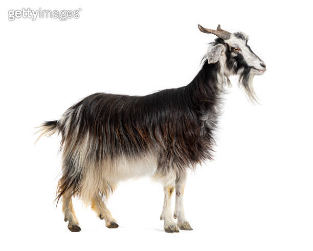 Female Nicastrese goat, domestic goat from calabria, italian goat ...