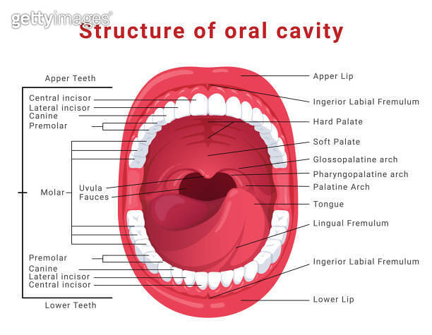 Oral cavity structure infographic medical scheme with open mouth ...