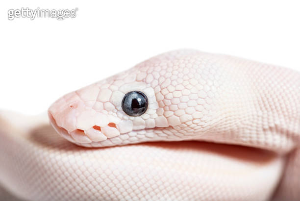 Blue Eyed Leucistic Python Regius, isolated on white 이미지 (1680209764 ...