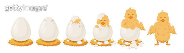 Chicken hatching stages cycle vector isometric illustration. Birth ...