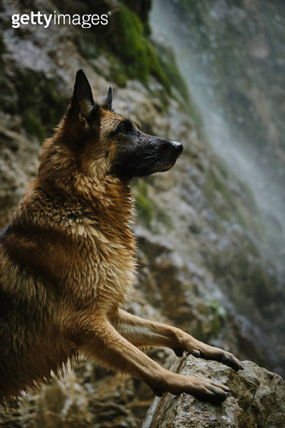 Hiking in mountain river in nature with pet. Side view. Red wet German ...