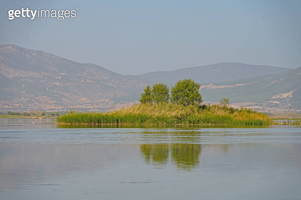 Lake and reed grass, Water plants by the lake, Background. Plants in ...