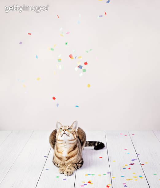 Celebration Party cat with confetti 이미지 (1498510307) - 게티이미지뱅크