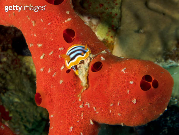 A Pyjama Nudibranch (Chromodoris Quadcolour) in the Red Sea 이미지 ...