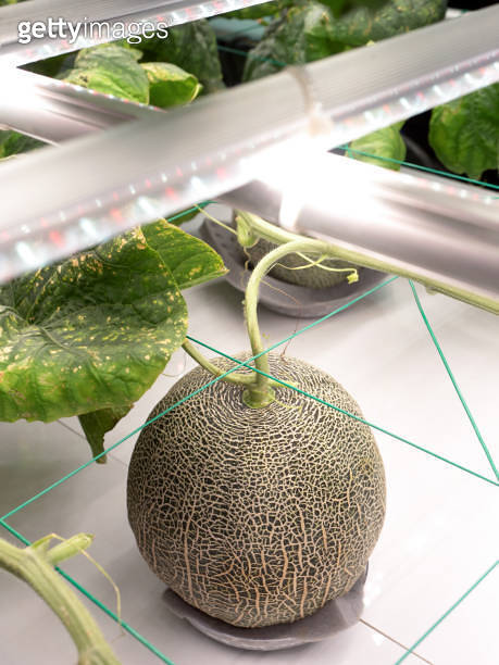 Factory cultivation of melons 이미지 (1739763722) - 게티이미지뱅크