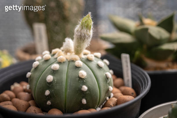 Astrophytum cactus with flower bud. 이미지 (1806756143) - 게티이미지뱅크