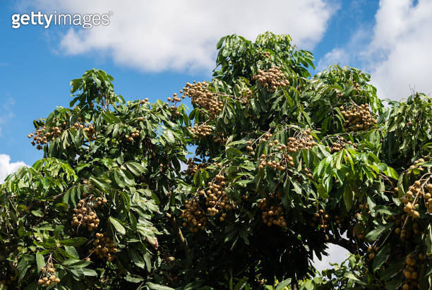 The Longan tree with fruits. Longan is a tropical fruit native to ...