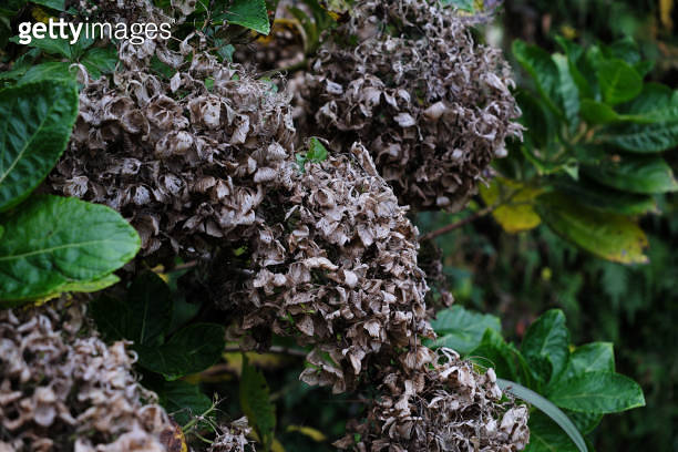 Hydrangeas lose their color in winter (1857206102) - 게티이미지뱅크