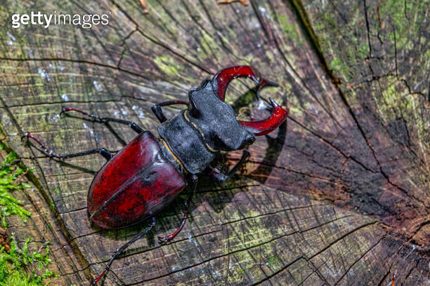 Stag beetle, Lucanus cervus, big insect in the nature habitat, Sibiu ...