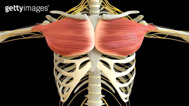 Pectoral Muscle anatomy for medical concept 3D rendering (1451821734 ...