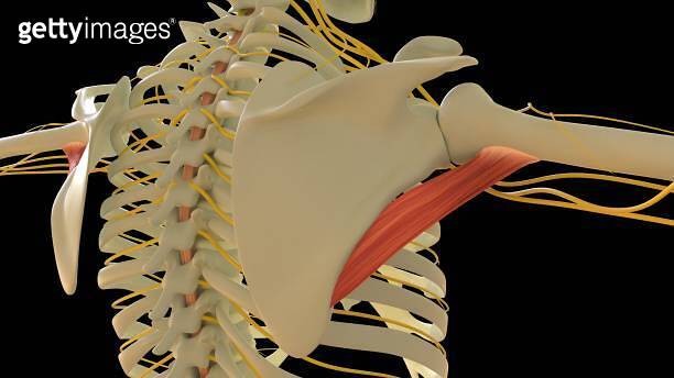 Teres Major Muscle anatomy for medical concept 3D rendering (1451822905 ...