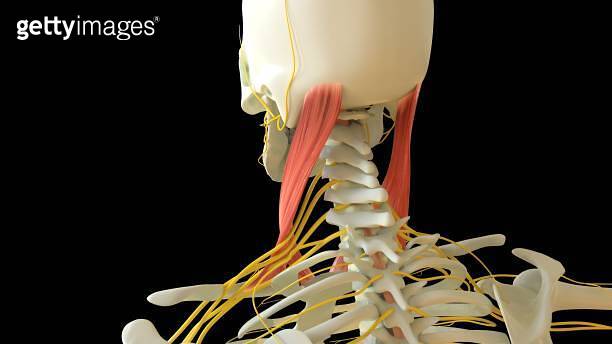 Sternocleidomastoid Muscle anatomy for medical concept 3D rendering 이미지 ...