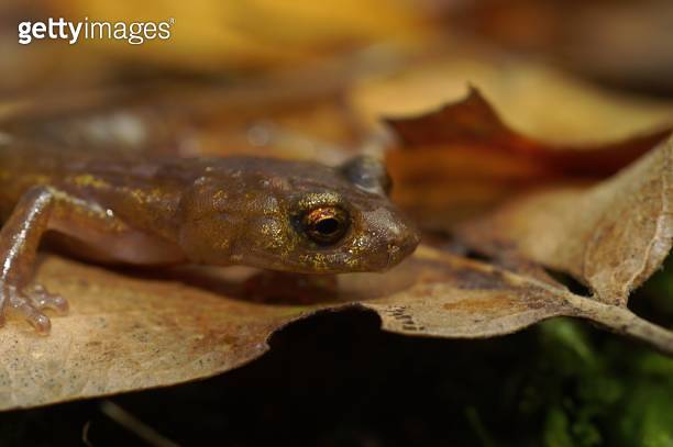 Closeup on a subadult of the endangered Limenstone salamander ...