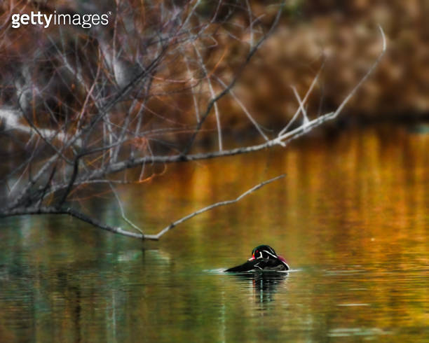 Photograph of a wood duck looking back by a tree (1882475100) - 게티이미지뱅크