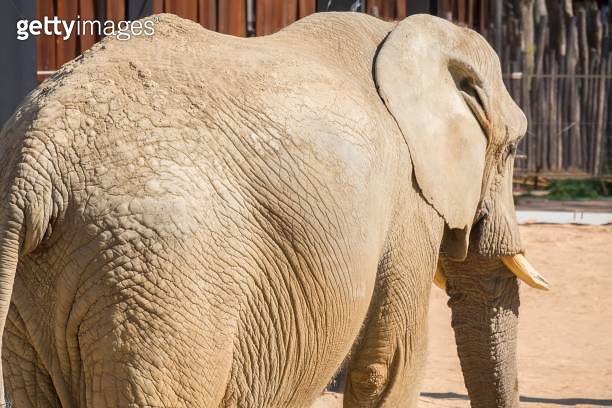 Large African elephant stands in a sandy landscape surrounded by wooden ...