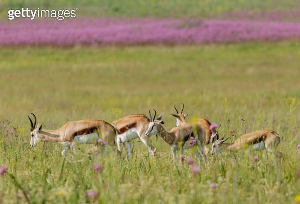 Herd of majestic springbok in a vibrant field of wildflowers in South ...