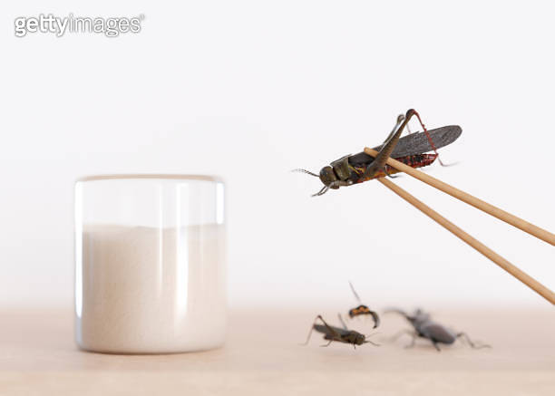 Edible insects. Crickets as snack, good source of protein. Entomophagy ...