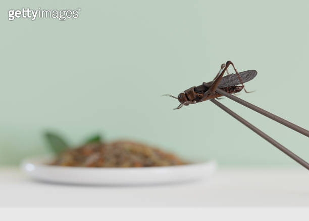 Edible insects. Crickets as snack, good source of protein. Entomophagy ...