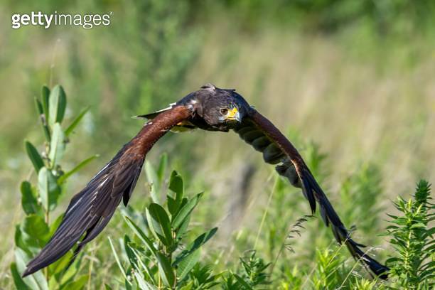 an eagle in flight through the grass near a field of flowers 이미지 ...