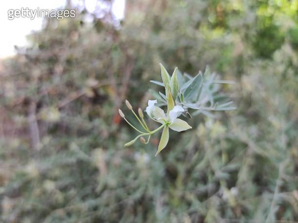 Closeup Short Of Kalo Katakiyo Ayurvedic Medicine Plant Fruits And ...