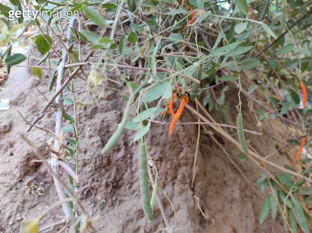 Closeup Short Of Kalo Katakiyo Ayurvedic Medicine Plant Fruits And ...