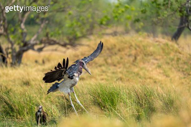 the Marabu bird is flying over the dead grass by himself on a sunny day ...