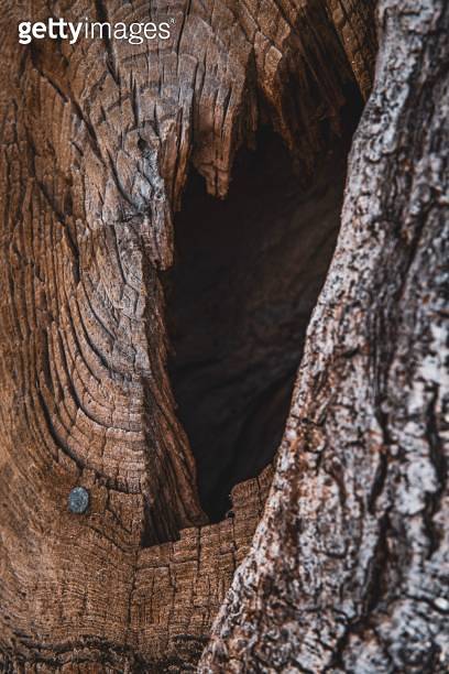 the inside of a tree stump with the base showing the hole in which the ...