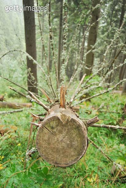 a wood log in a forest with grass and weeds surrounding it 이미지 ...