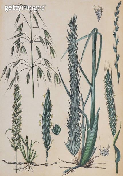 Oat (Avena sativa) - Sand ryegrass or sea lyme grass (Leymus arenarius ...